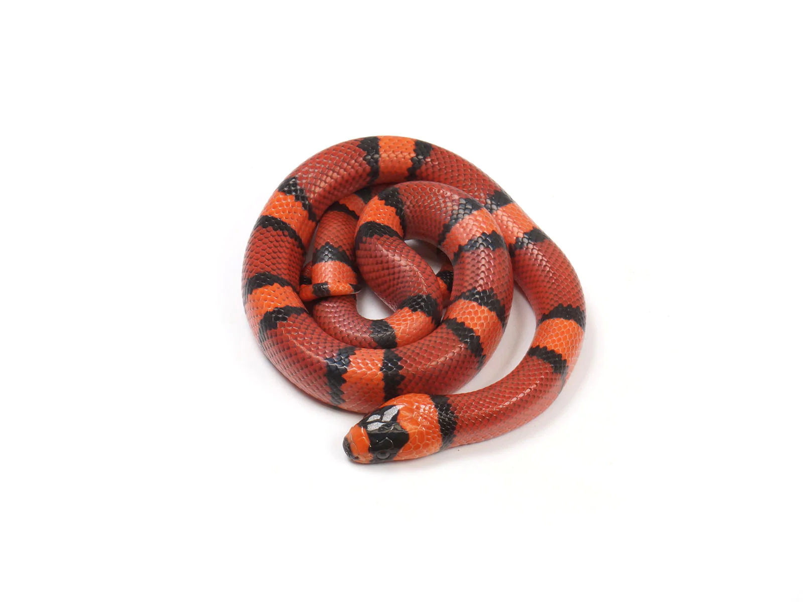 SNAKES Archives - ball pythons store